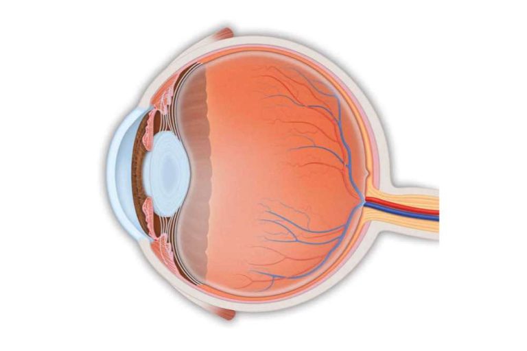 Partes del ojo en ojopedia, tu enciclopedia de oftalmología