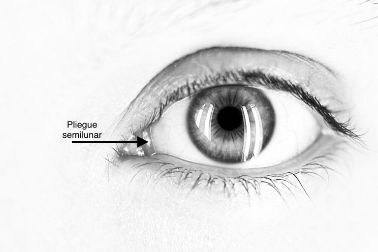 Pliegue semilunar - En Ojopedia