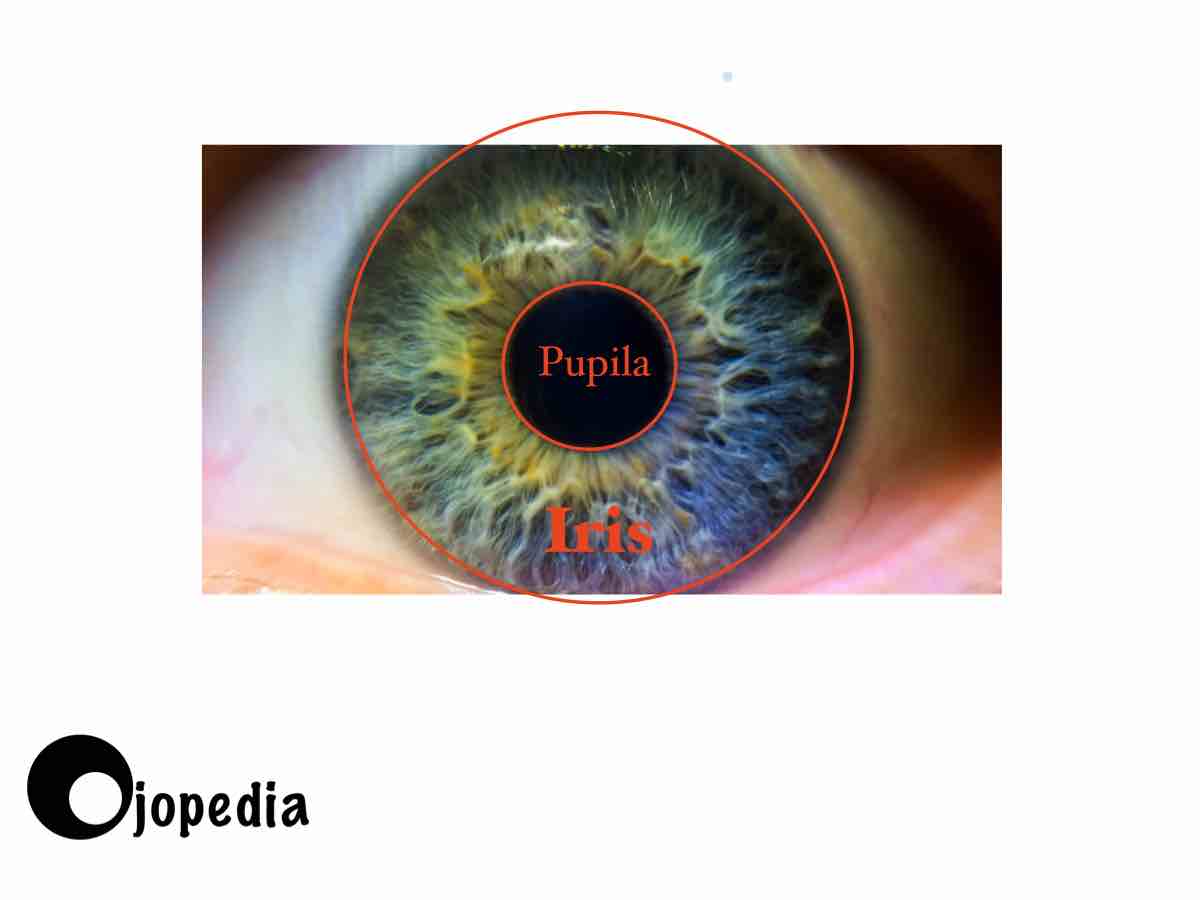 Partes del ojo en ojopedia, tu enciclopedia de oftalmología